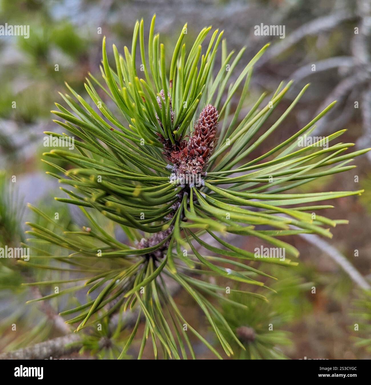 Shore Pine (Pinus contorta contorta Stock Photo - Alamy
