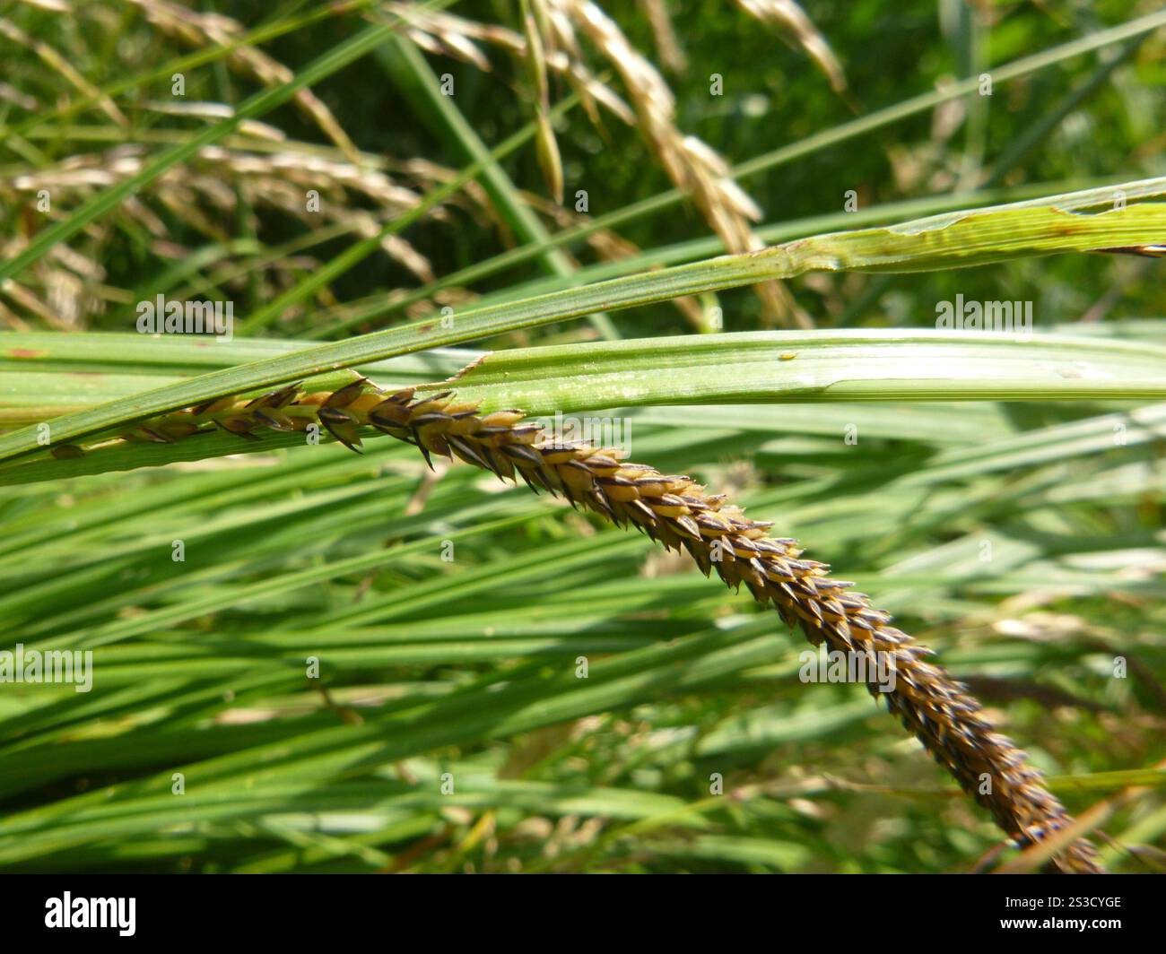 slender tufted-sedge (Carex acuta Stock Photo - Alamy