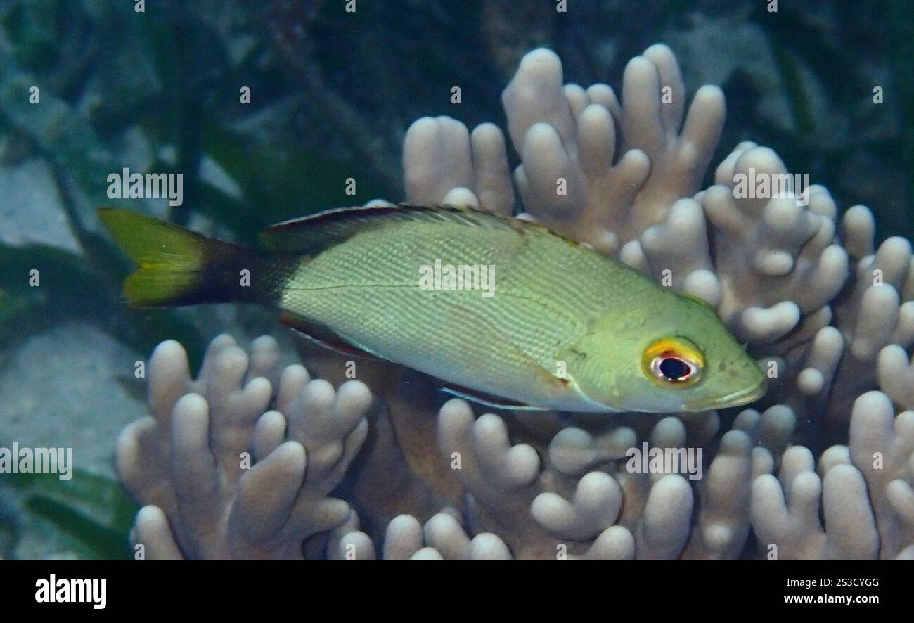 Humpback Snapper (Lutjanus gibbus Stock Photo - Alamy