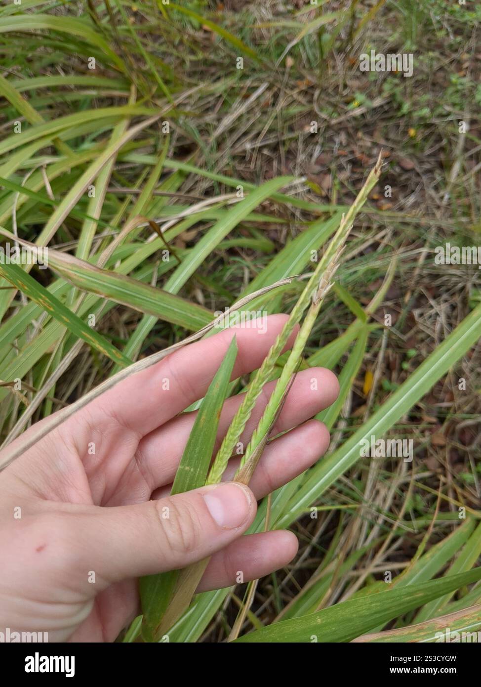 eastern gamagrass (Tripsacum dactyloides Stock Photo - Alamy