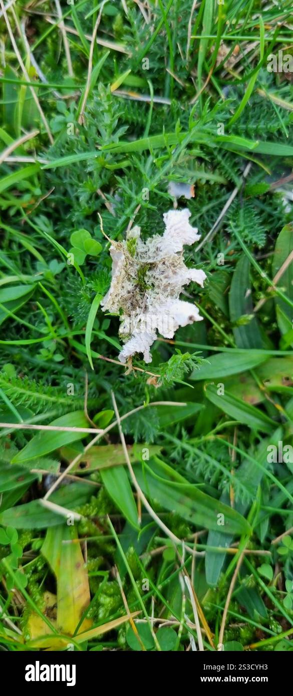 dog pelt lichen (Peltigera canina Stock Photo - Alamy