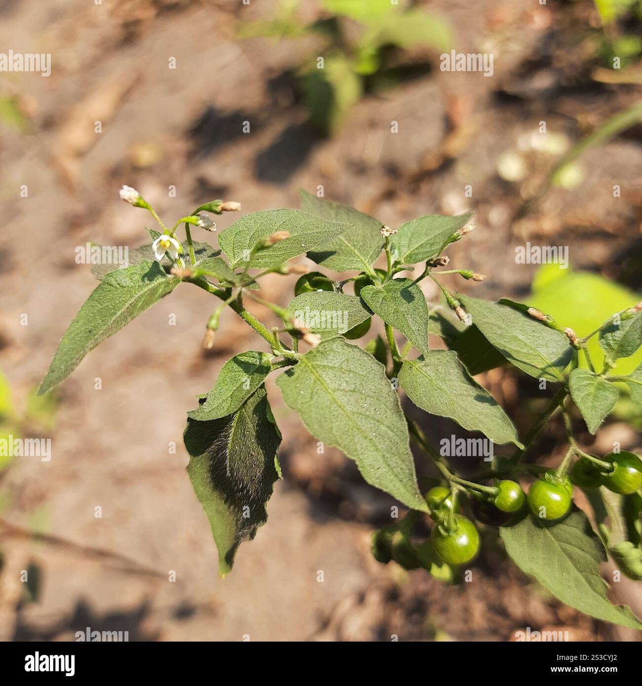 American black nightshade (Solanum americanum Stock Photo - Alamy