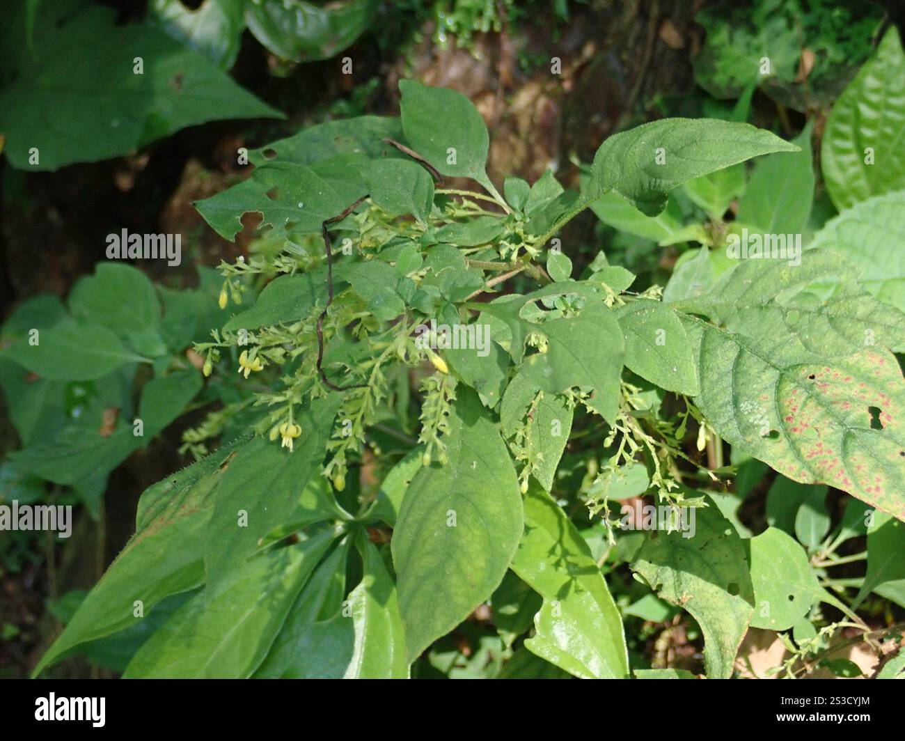 nightshade family (Solanaceae Stock Photo - Alamy