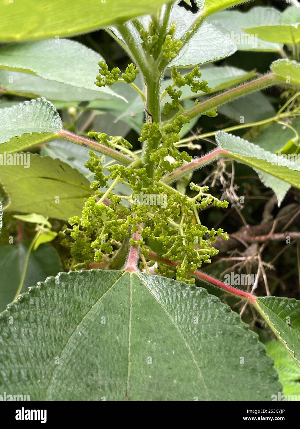 nettle family (Urticaceae Stock Photo - Alamy