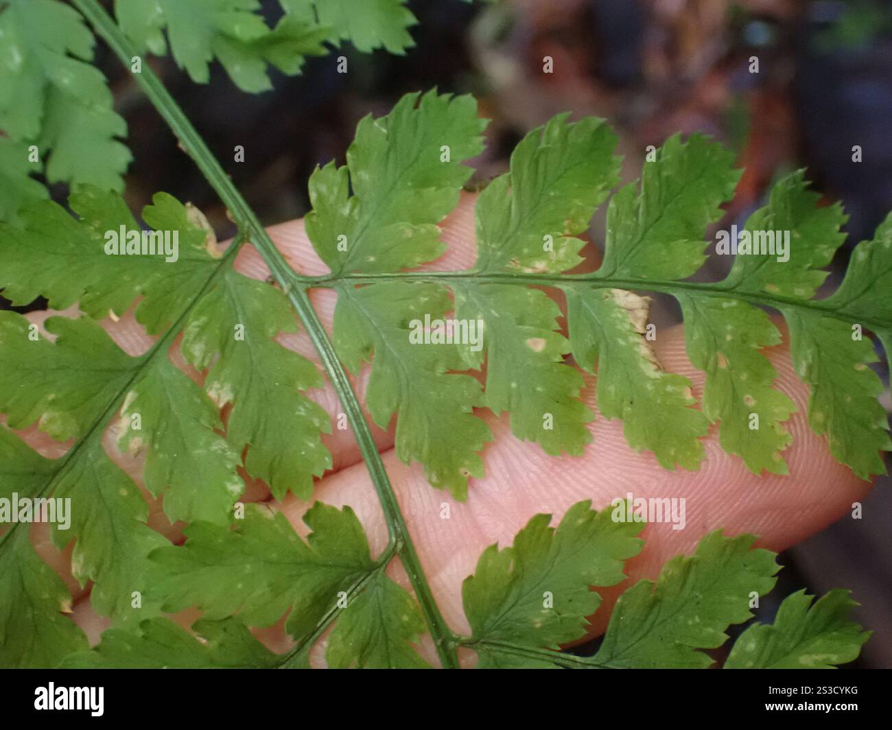 spreading wood fern (Dryopteris expansa Stock Photo - Alamy