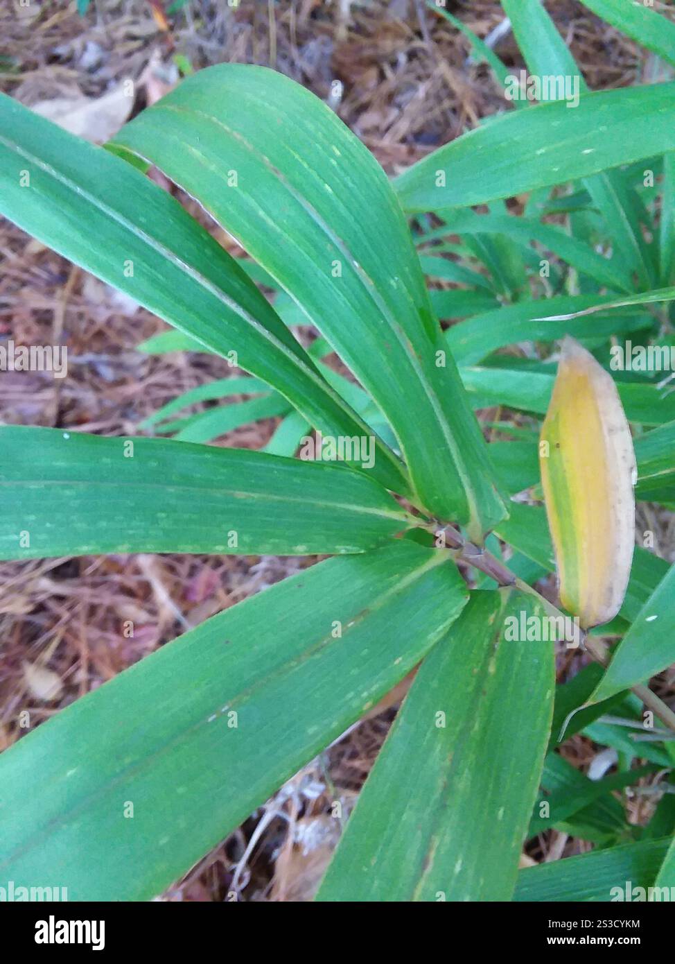 switch cane (Arundinaria tecta Stock Photo - Alamy