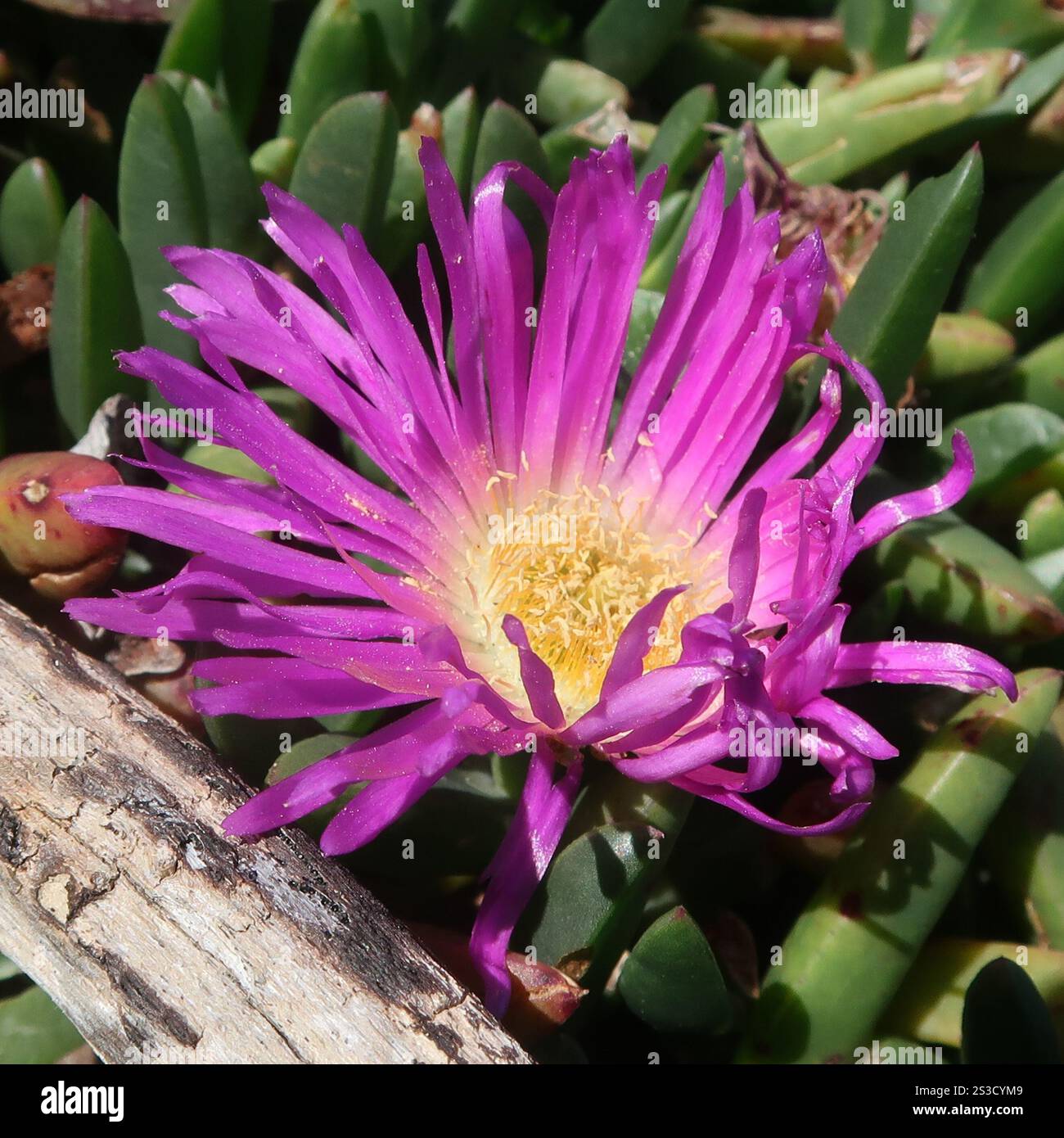 Australian Pig Face (Carpobrotus rossii Stock Photo - Alamy