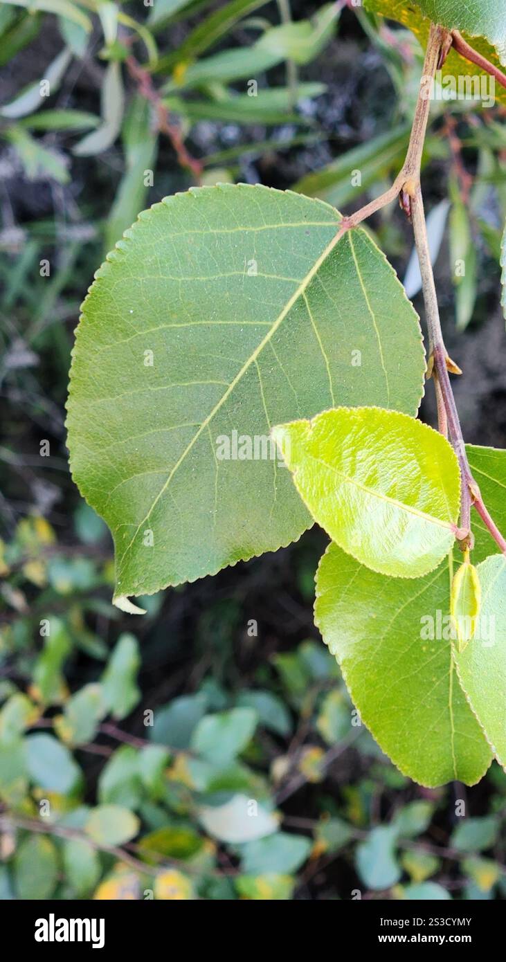black cottonwood (Populus trichocarpa Stock Photo - Alamy