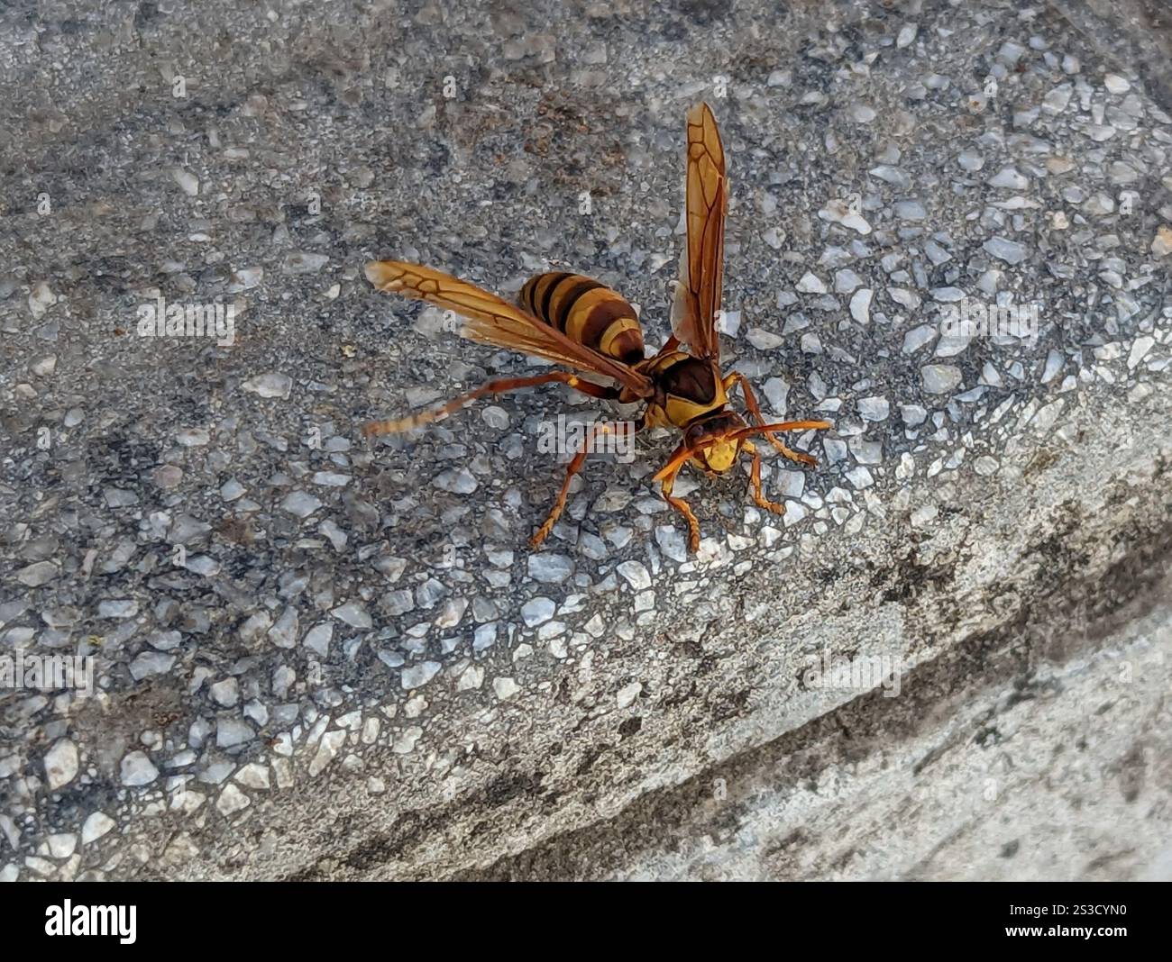 Executioner Wasp (Polistes carnifex Stock Photo - Alamy