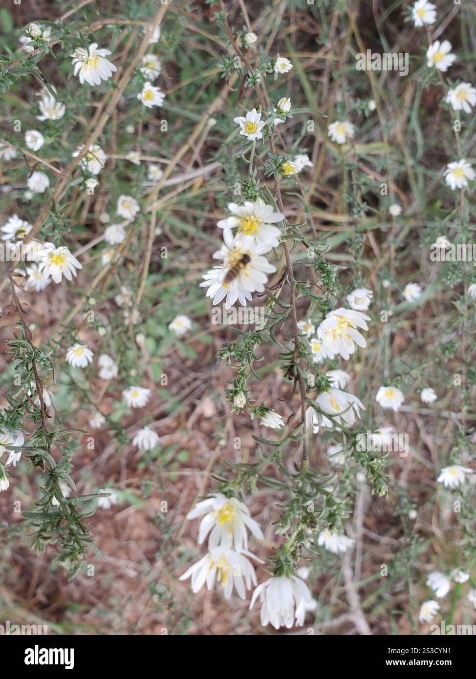 white heath aster (Symphyotrichum ericoides Stock Photo - Alamy