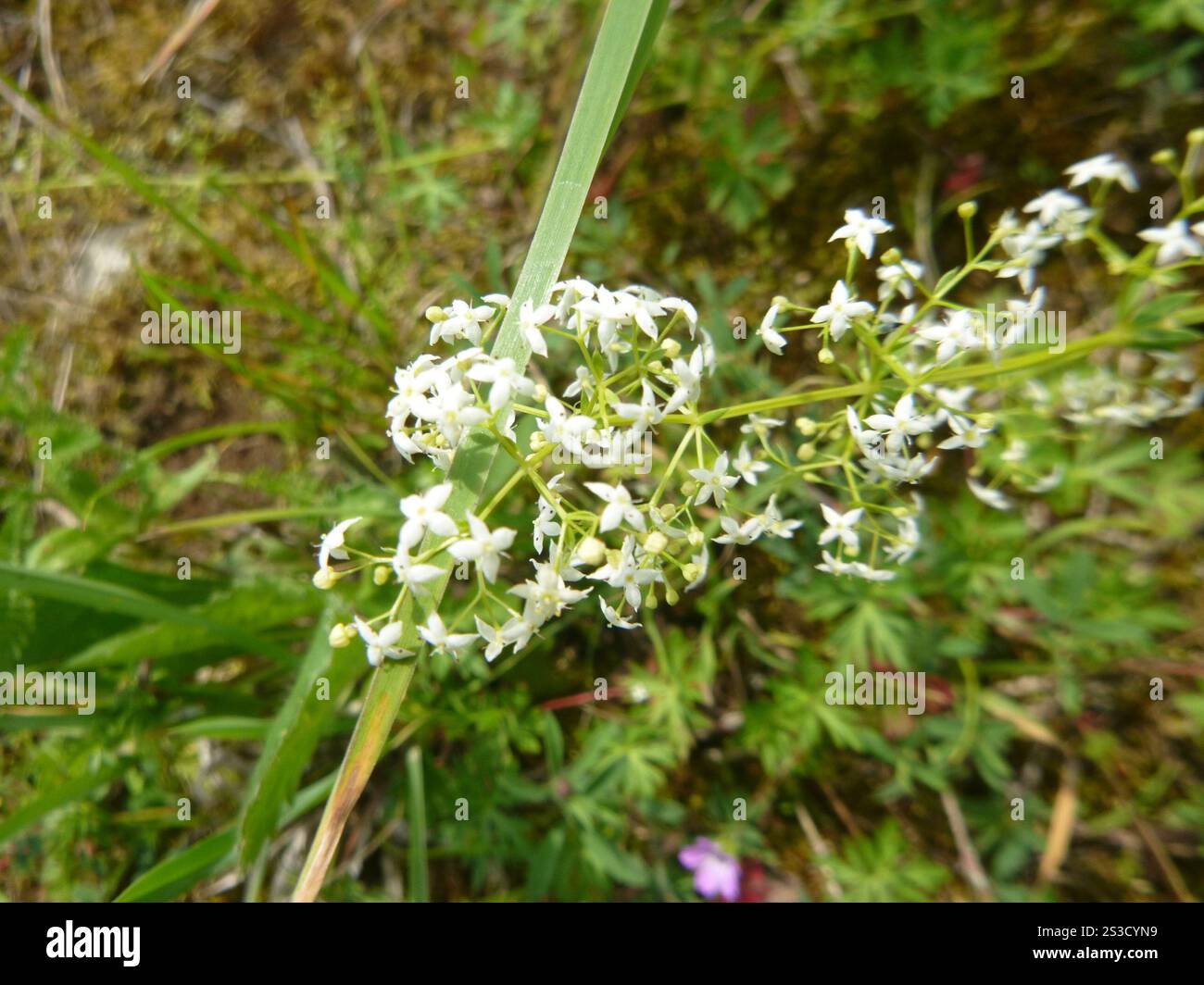 white bedstraw (Galium album Stock Photo - Alamy