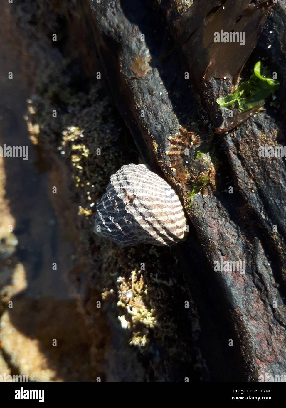 Zebra Top Snail (Austrocochlea porcata Stock Photo - Alamy