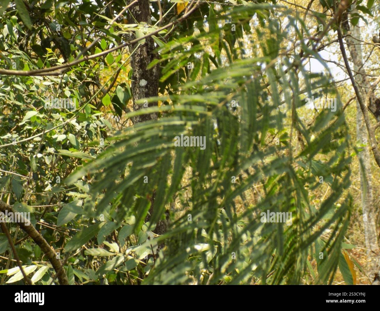 Red Angico (Anadenanthera colubrina Stock Photo - Alamy