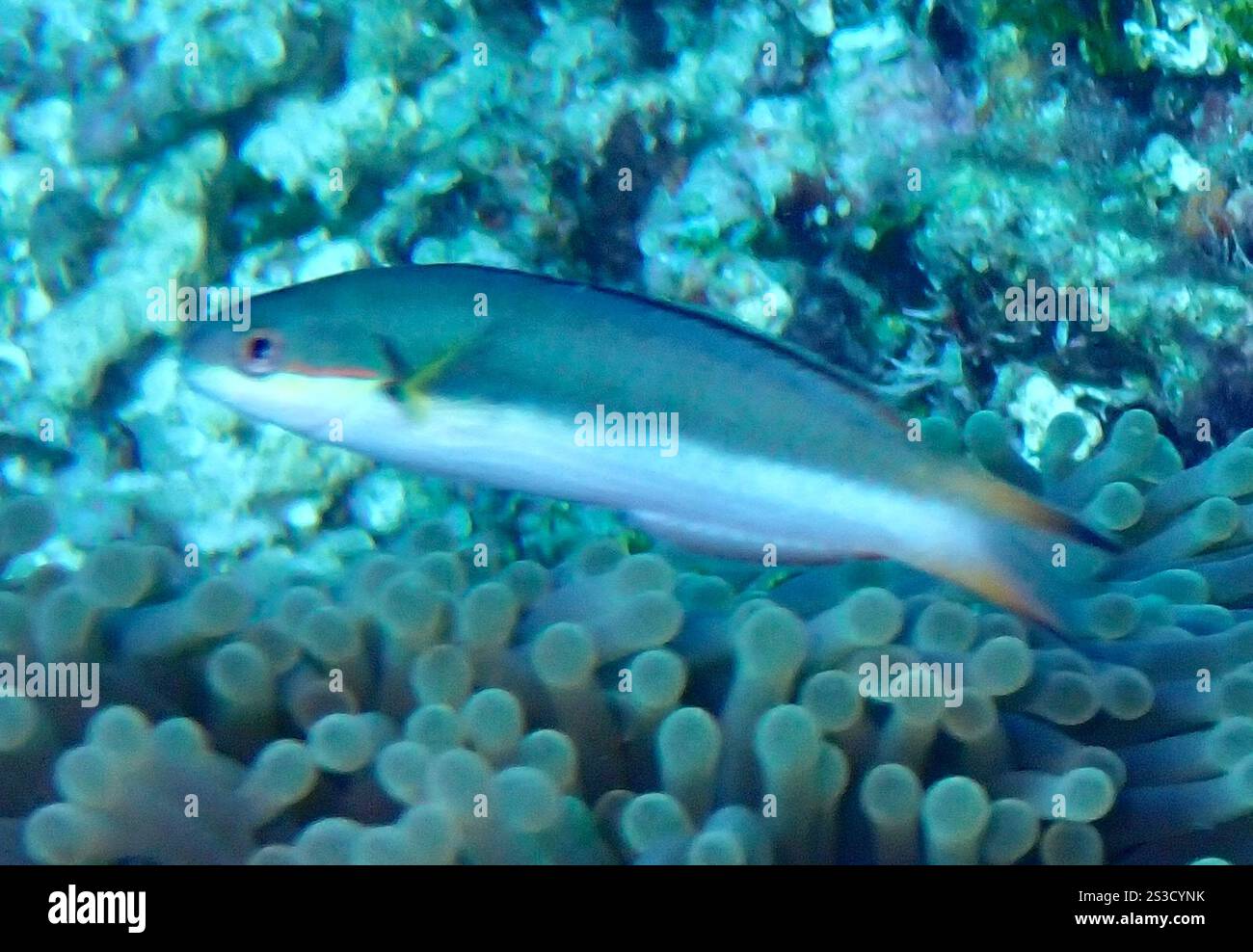 Blue-headed Wrasse (Thalassoma amblycephalum Stock Photo - Alamy