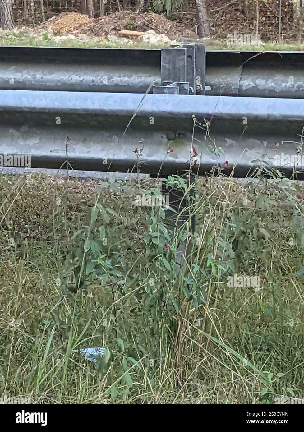Phasey Bean (Macroptilium lathyroides Stock Photo - Alamy