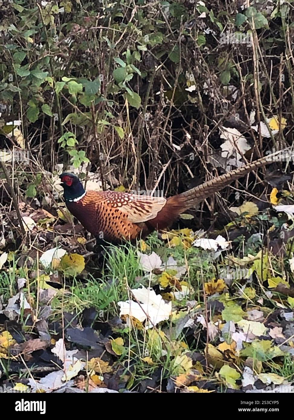 Ring-necked Pheasant (Phasianus colchicus Stock Photo - Alamy