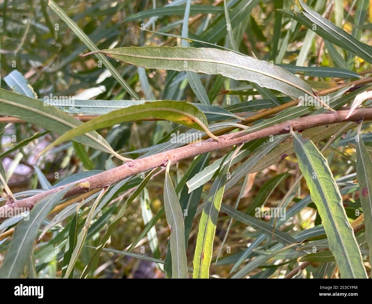 Narrowleaf Willow (Salix exigua Stock Photo - Alamy