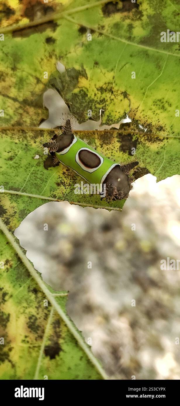 Saddleback Caterpillar Moth (Acharia stimulea Stock Photo - Alamy