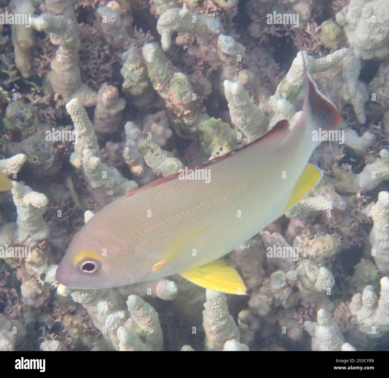 Blacktail Snapper (Lutjanus fulvus Stock Photo - Alamy