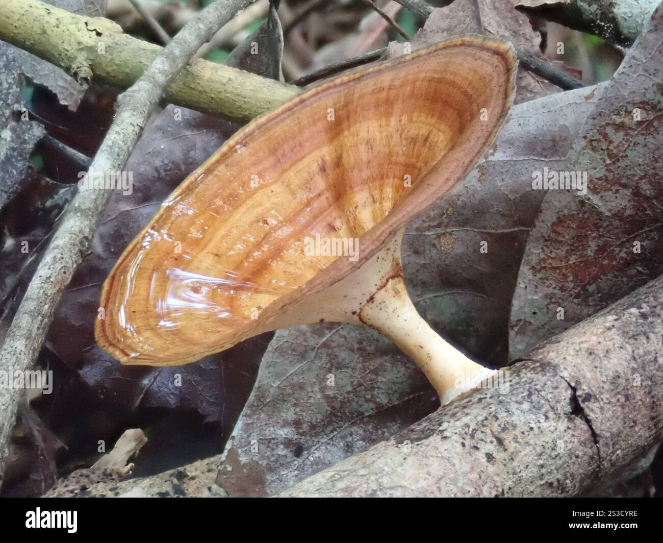 yellow stemmed micropore (Microporus xanthopus Stock Photo - Alamy