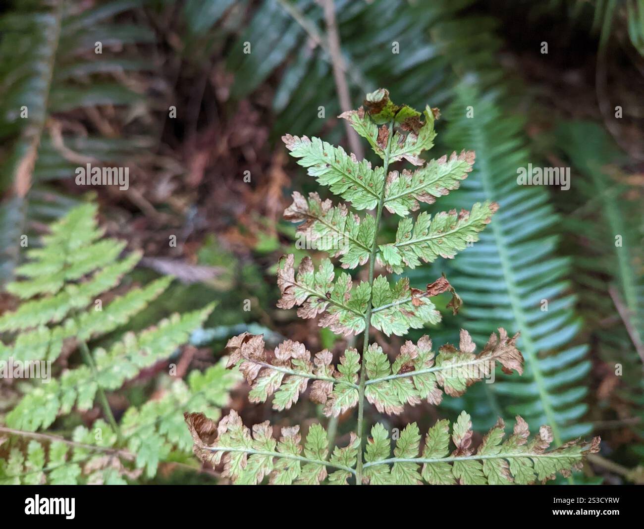 spreading wood fern (Dryopteris expansa Stock Photo - Alamy