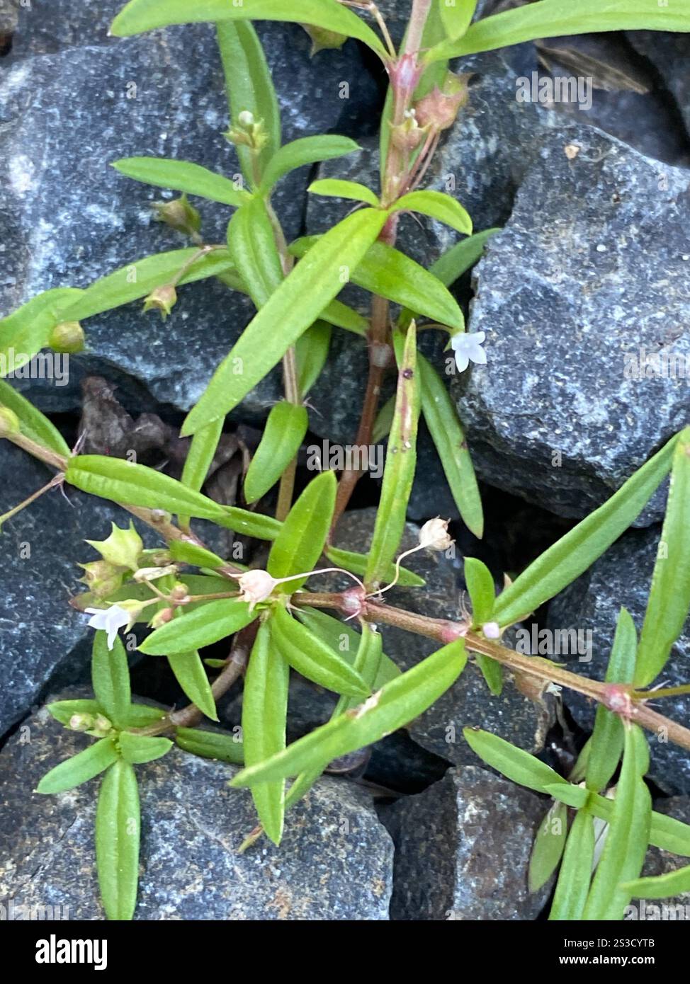 Old World Diamond Flower (Oldenlandia corymbosa Stock Photo - Alamy