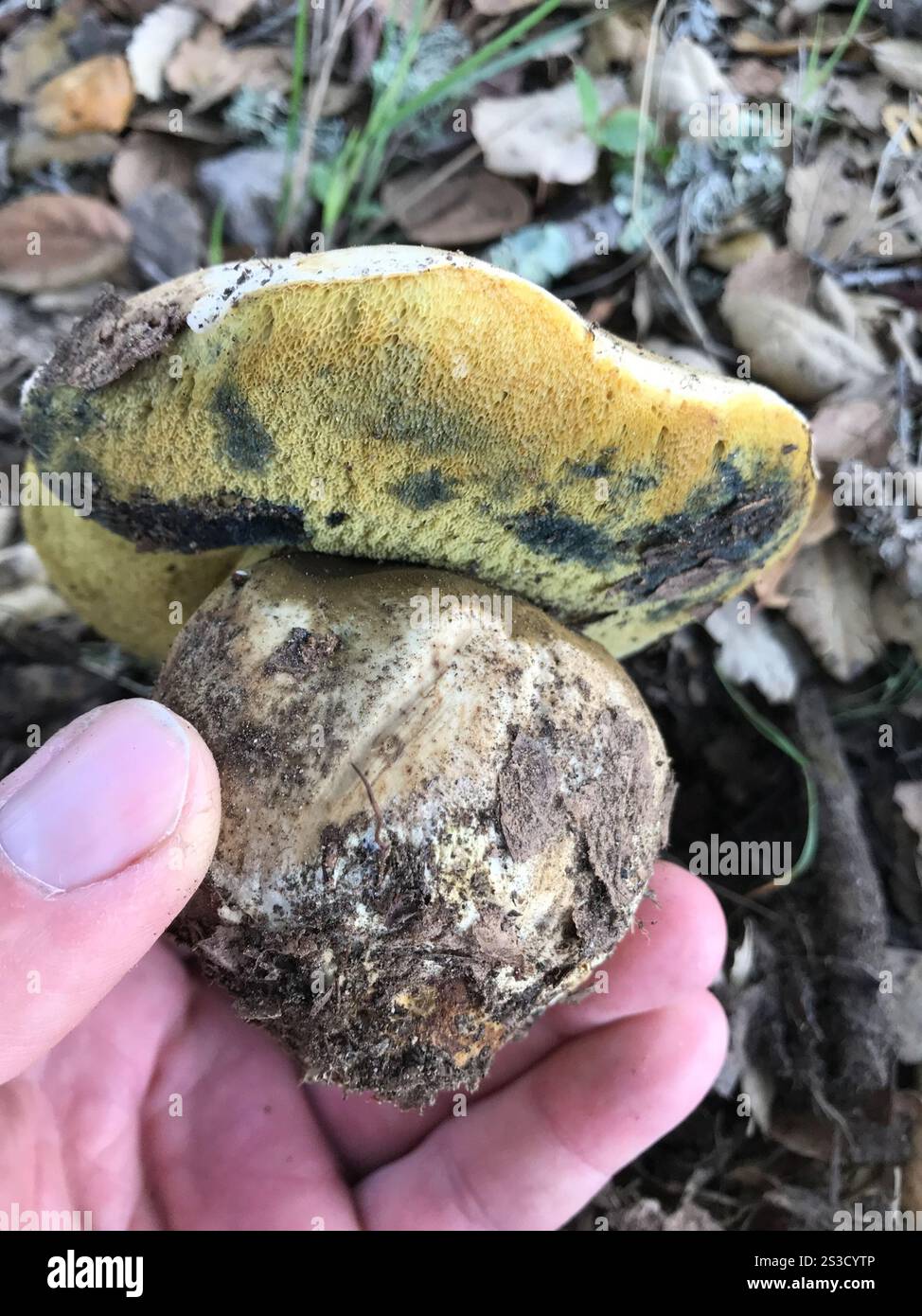 Ben's Bitter Bolete (Caloboletus marshii Stock Photo - Alamy