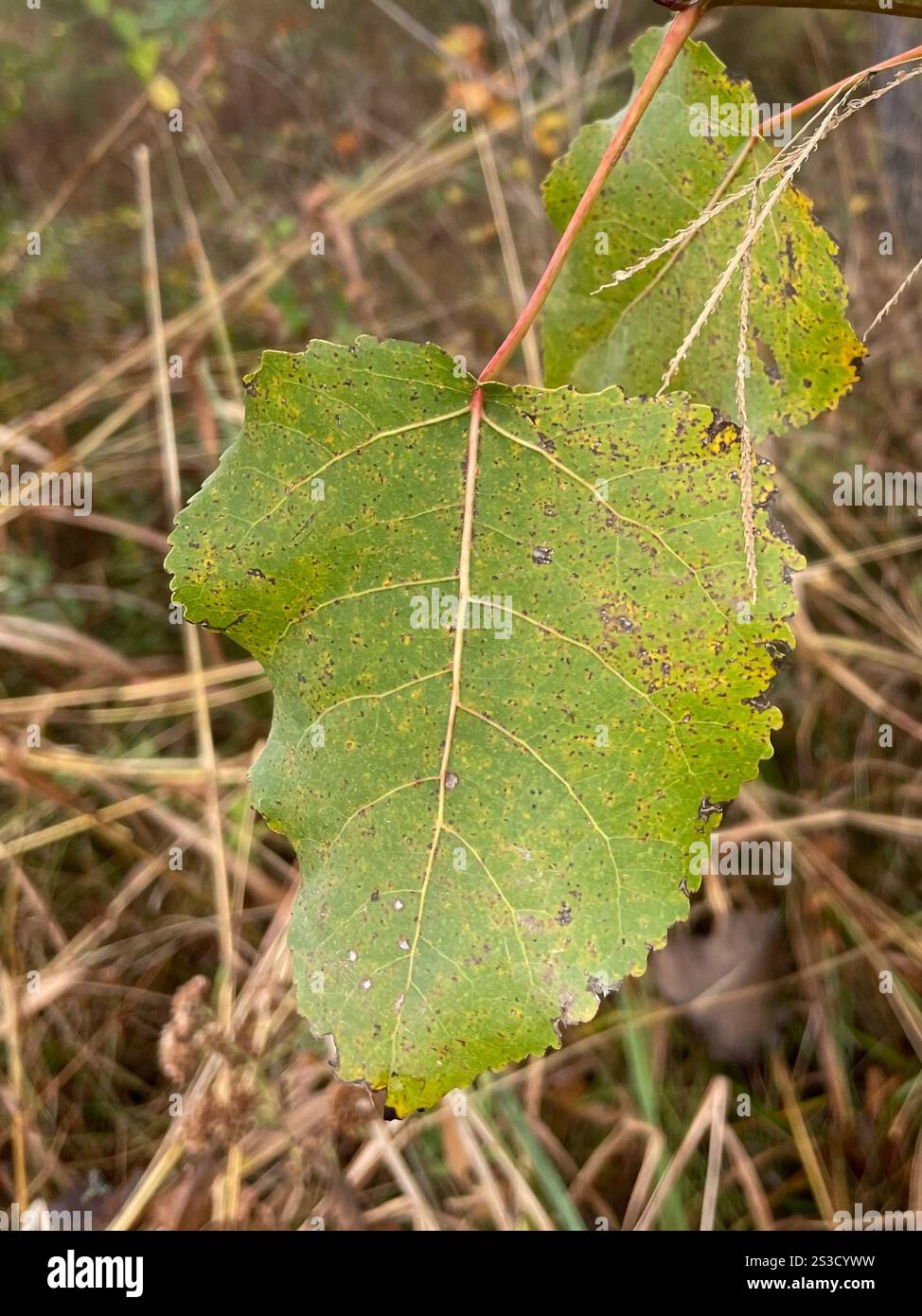 Eastern Cottonwood (Populus deltoides Stock Photo - Alamy