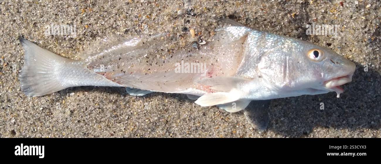 Gulf Kingcroaker (Menticirrhus littoralis Stock Photo - Alamy