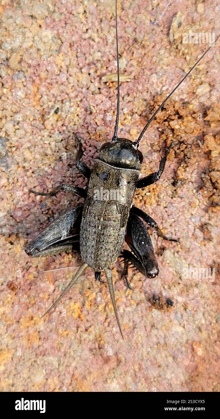 Fall Field Cricket (Gryllus pennsylvanicus Stock Photo - Alamy
