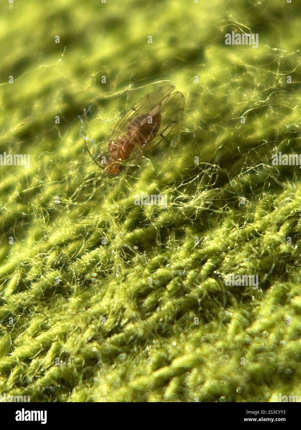 Barklice, Booklice, and Parasitic Lice (Psocodea Stock Photo - Alamy