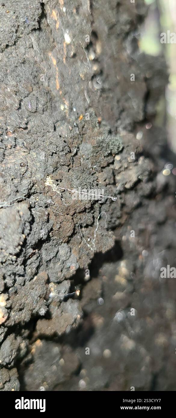 Sooty Beech Scale (Ultracoelostoma brittini Stock Photo - Alamy