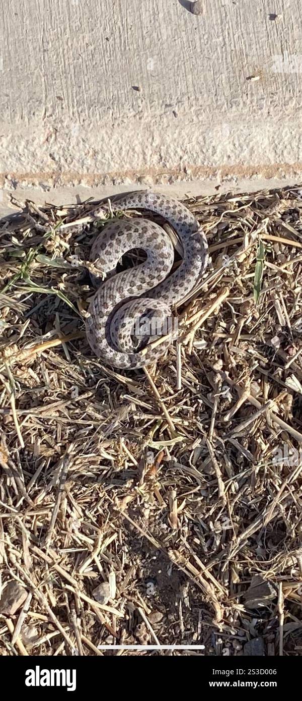 Desert Nightsnake (Hypsiglena chlorophaea Stock Photo - Alamy