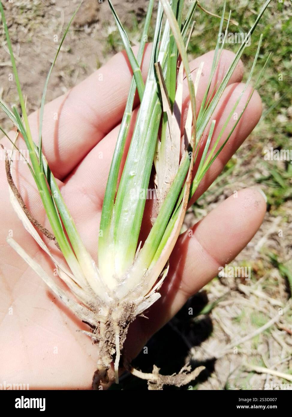 Fan Love Grass (Eragrostis plana Stock Photo - Alamy