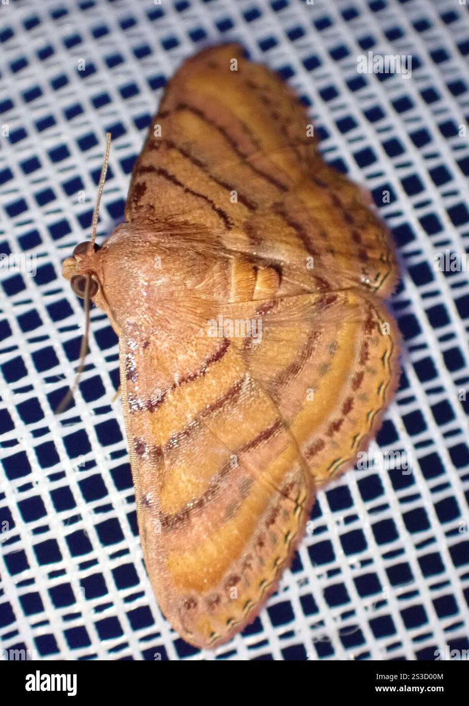 Weaver Ant Mimicking Moth Caterpillars (Homodes Stock Photo - Alamy