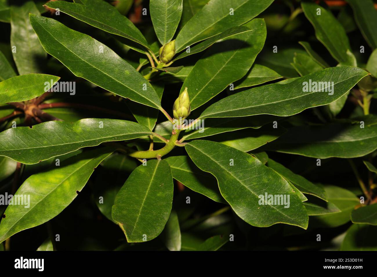Common Rhododendron (Rhododendron ponticum Stock Photo - Alamy