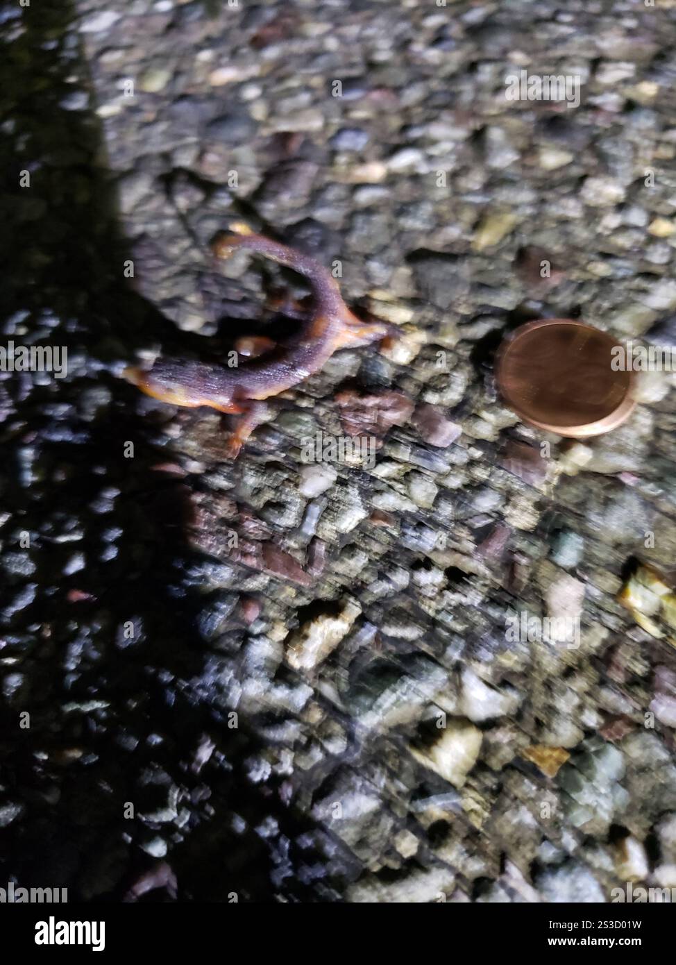 California Newt (Taricha torosa Stock Photo - Alamy