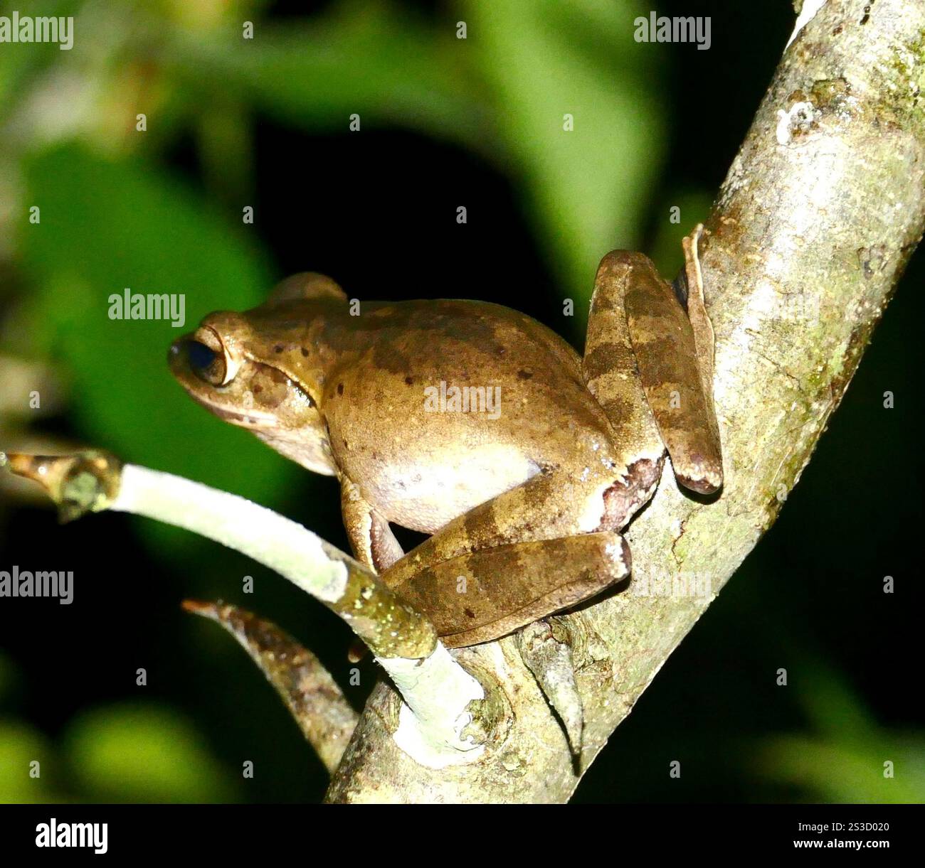 Iskandari hi-res stock photography and images - Alamy