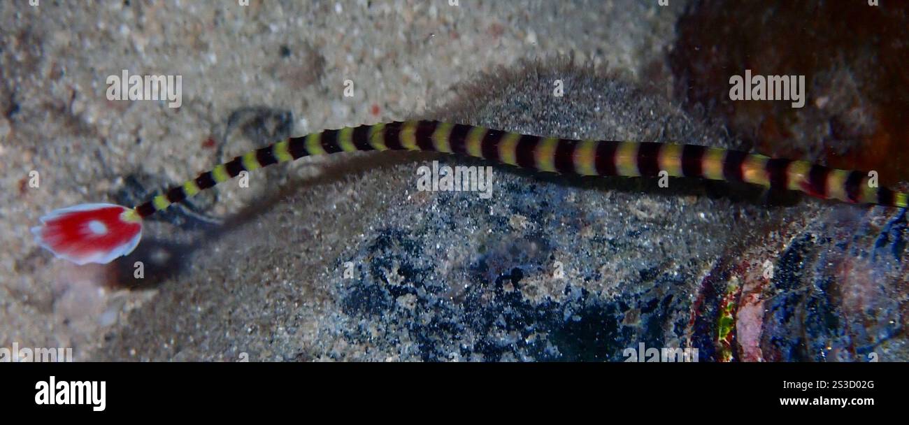 Banded Pipefish (Dunckerocampus dactyliophorus Stock Photo - Alamy