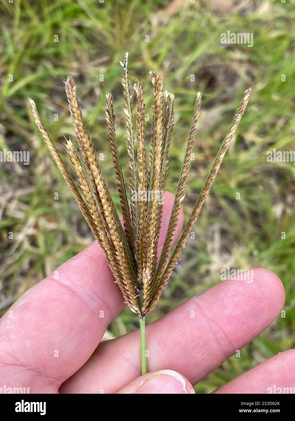 Rhodes Grass (Chloris gayana Stock Photo - Alamy