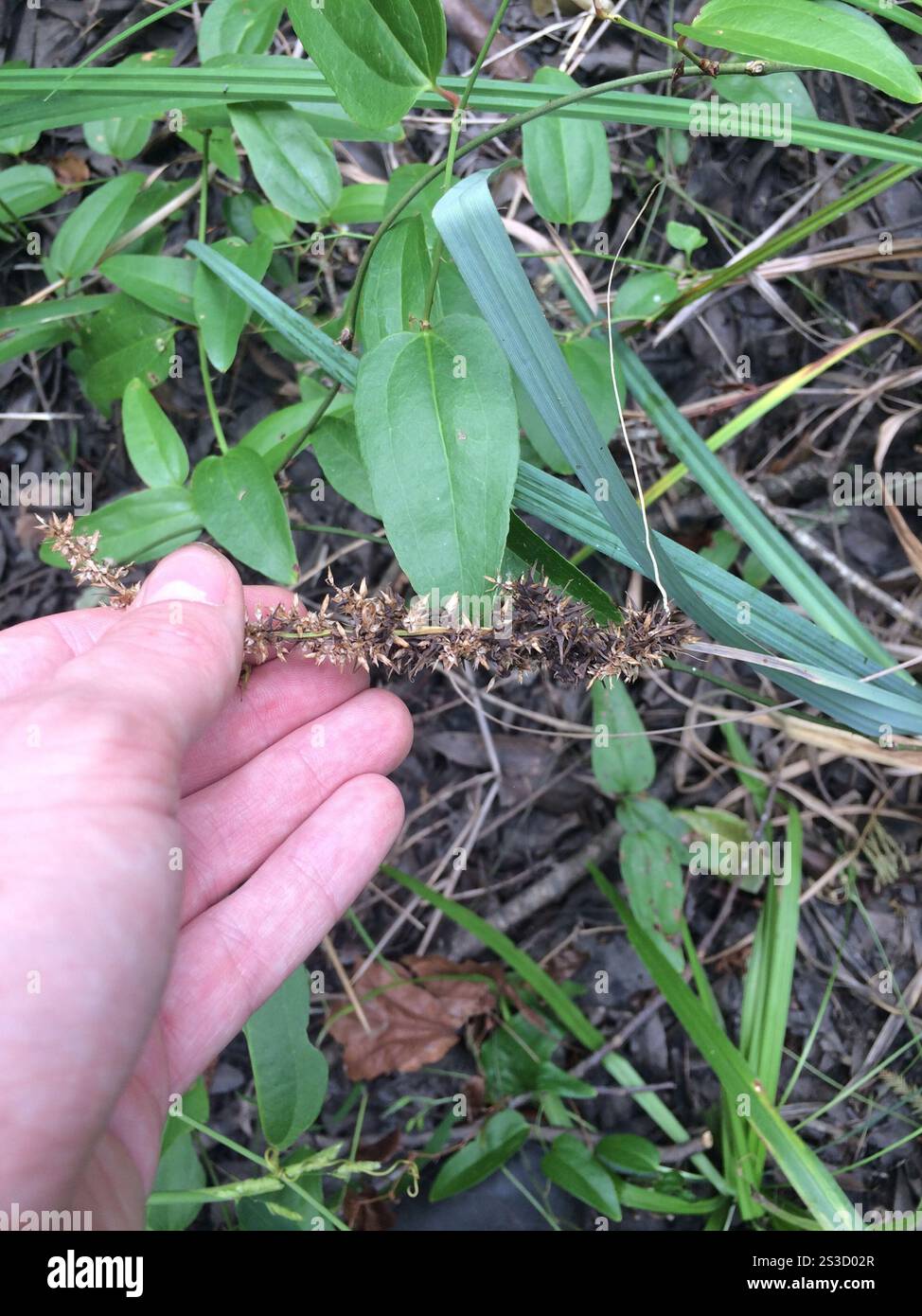 Ravenfoot Sedge (Carex crus-corvi Stock Photo - Alamy