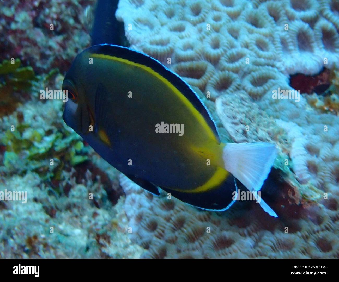 Japan Surgeonfish (Acanthurus japonicus Stock Photo - Alamy