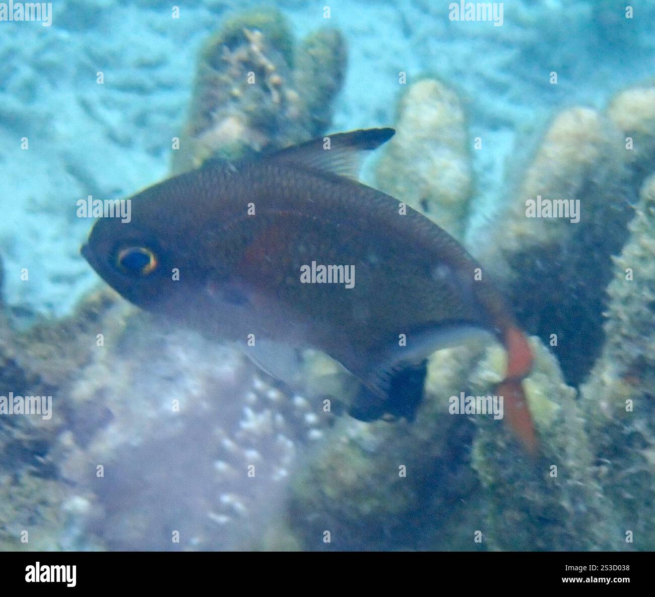 Copper Sweeper (Pempheris oualensis Stock Photo - Alamy
