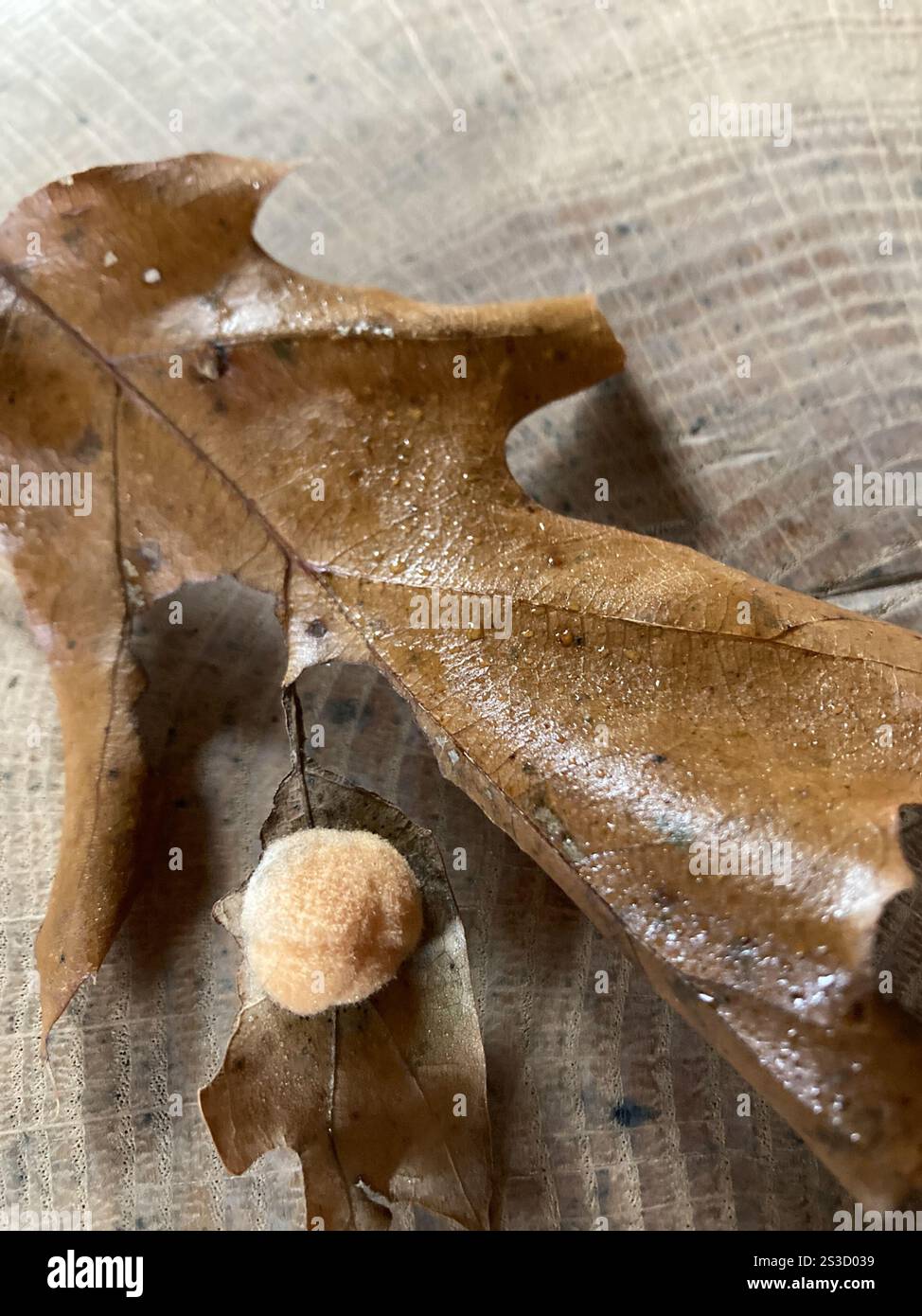 Woolly Oak Gall Wasp (Callirhytis lanata Stock Photo - Alamy