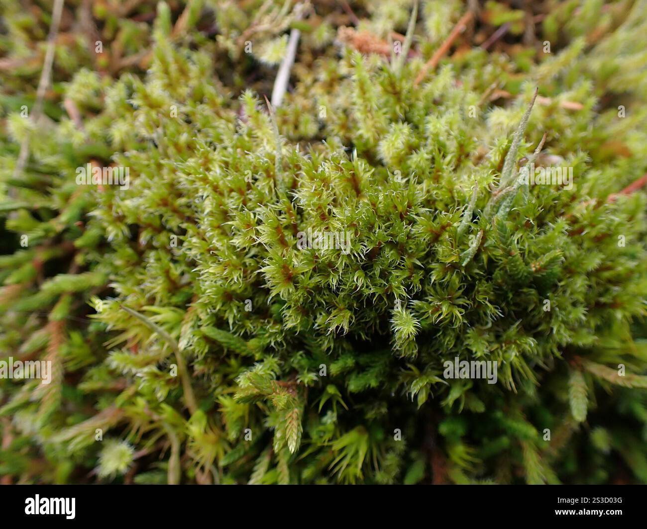 Woolly Fringe-moss (Racomitrium lanuginosum Stock Photo - Alamy