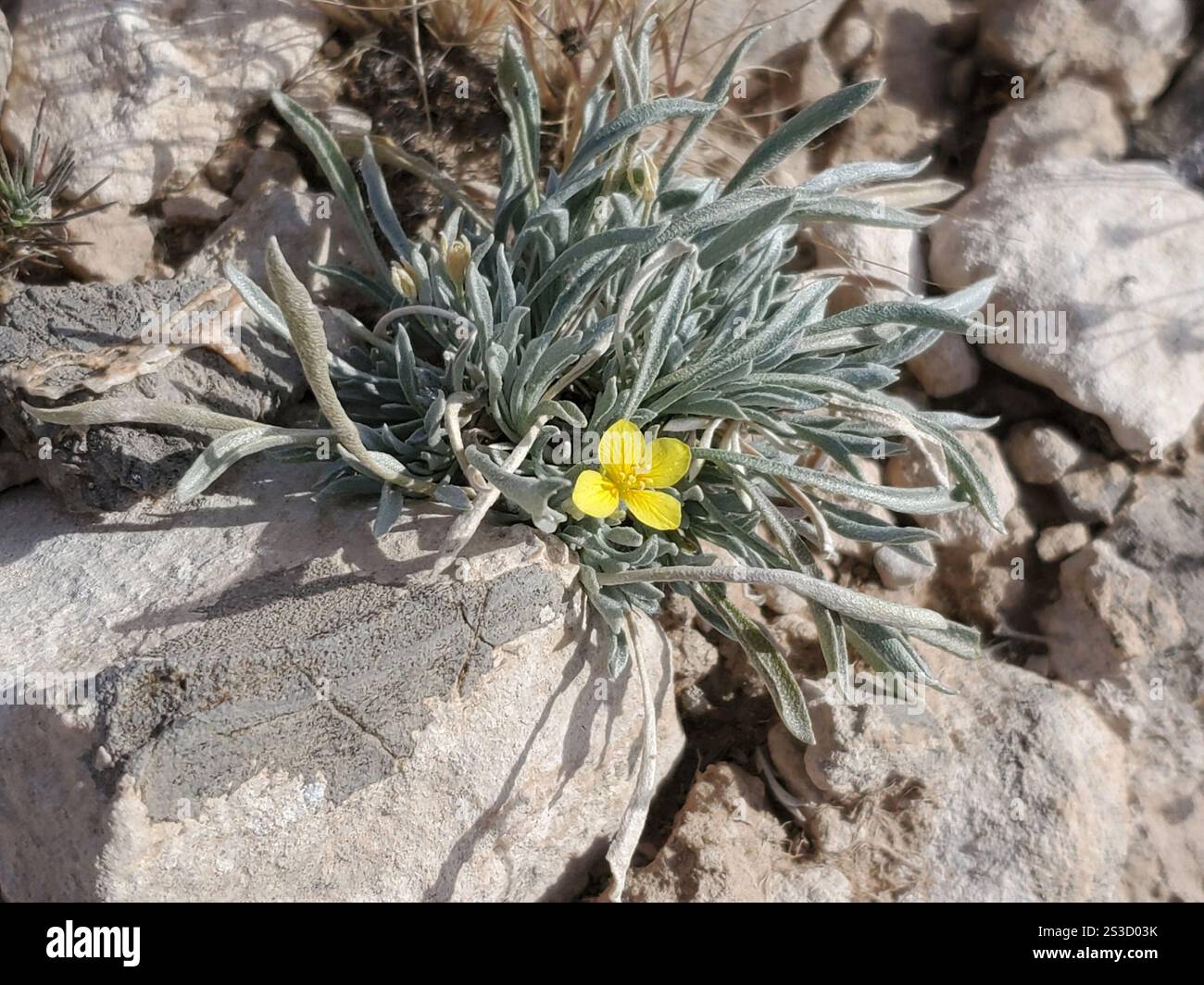 Fendler's bladderpod (Physaria fendleri Stock Photo - Alamy
