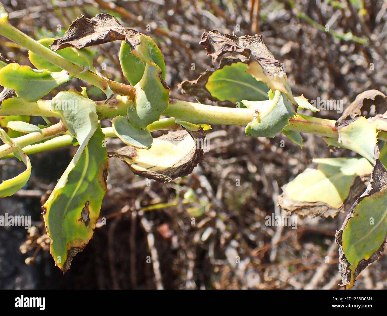 Poorflower Babooncabbage (Othonna parviflora Stock Photo - Alamy