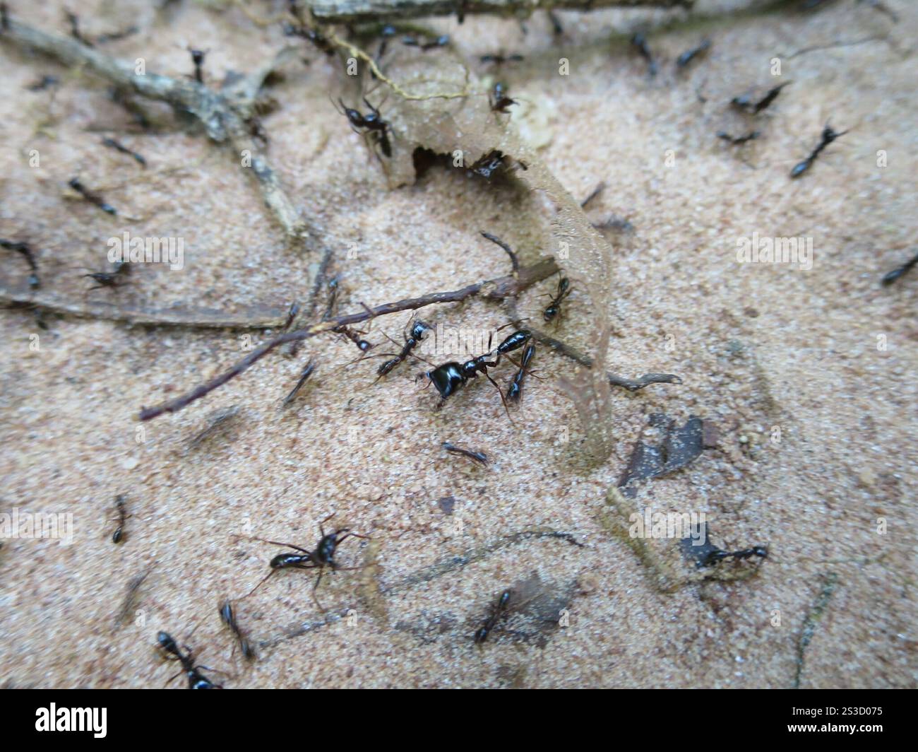 Typical Driver Ants (Dorylus nigricans Stock Photo - Alamy