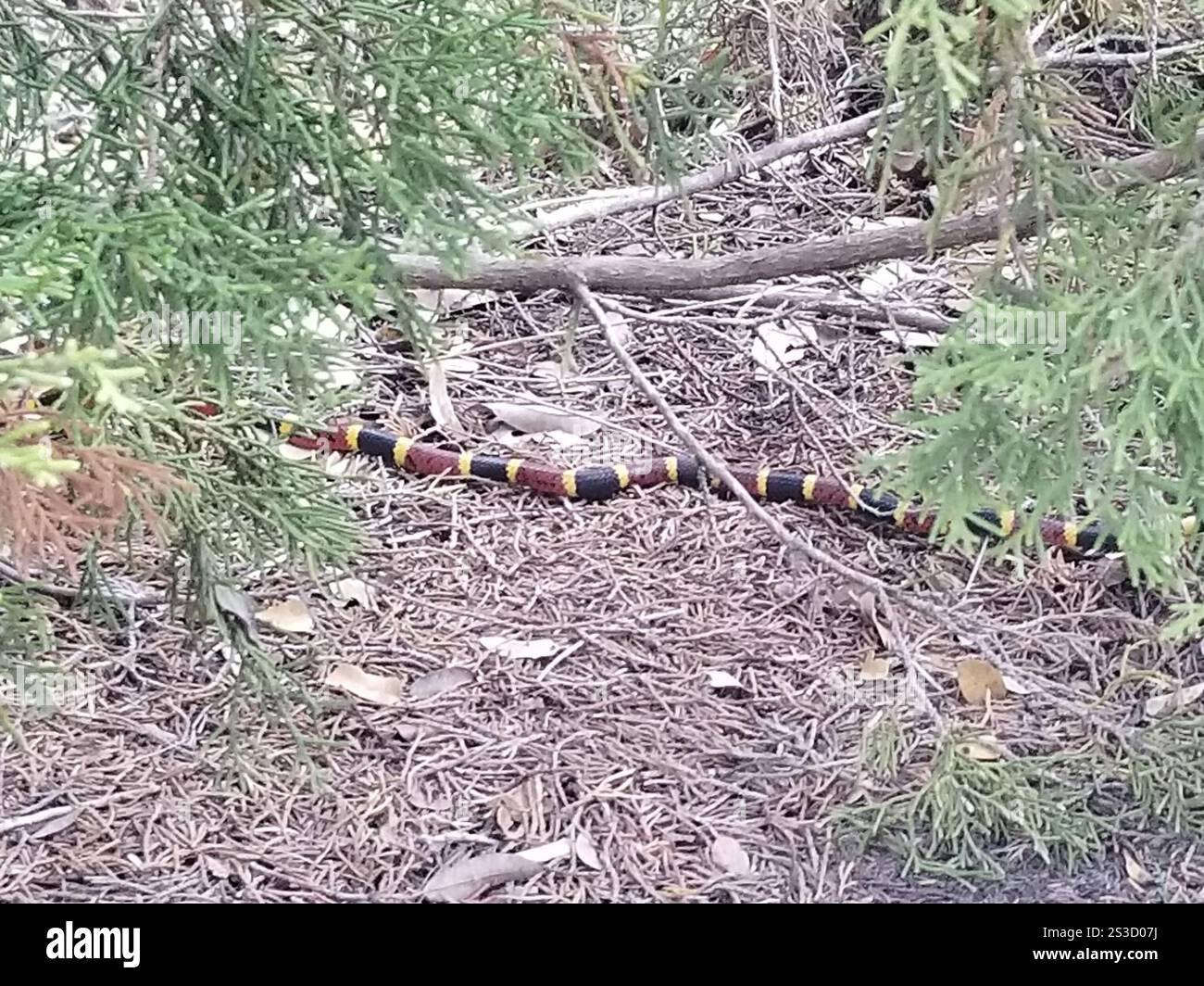 Texas Coralsnake (Micrurus tener Stock Photo - Alamy