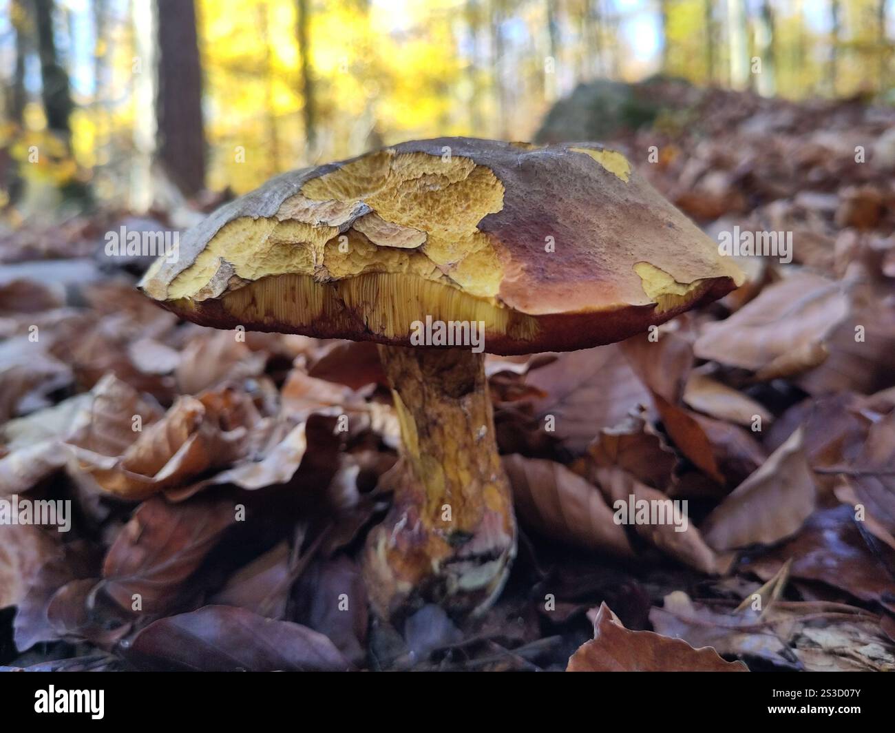 Dotted Stem Bolete (Neoboletus erythropus Stock Photo - Alamy